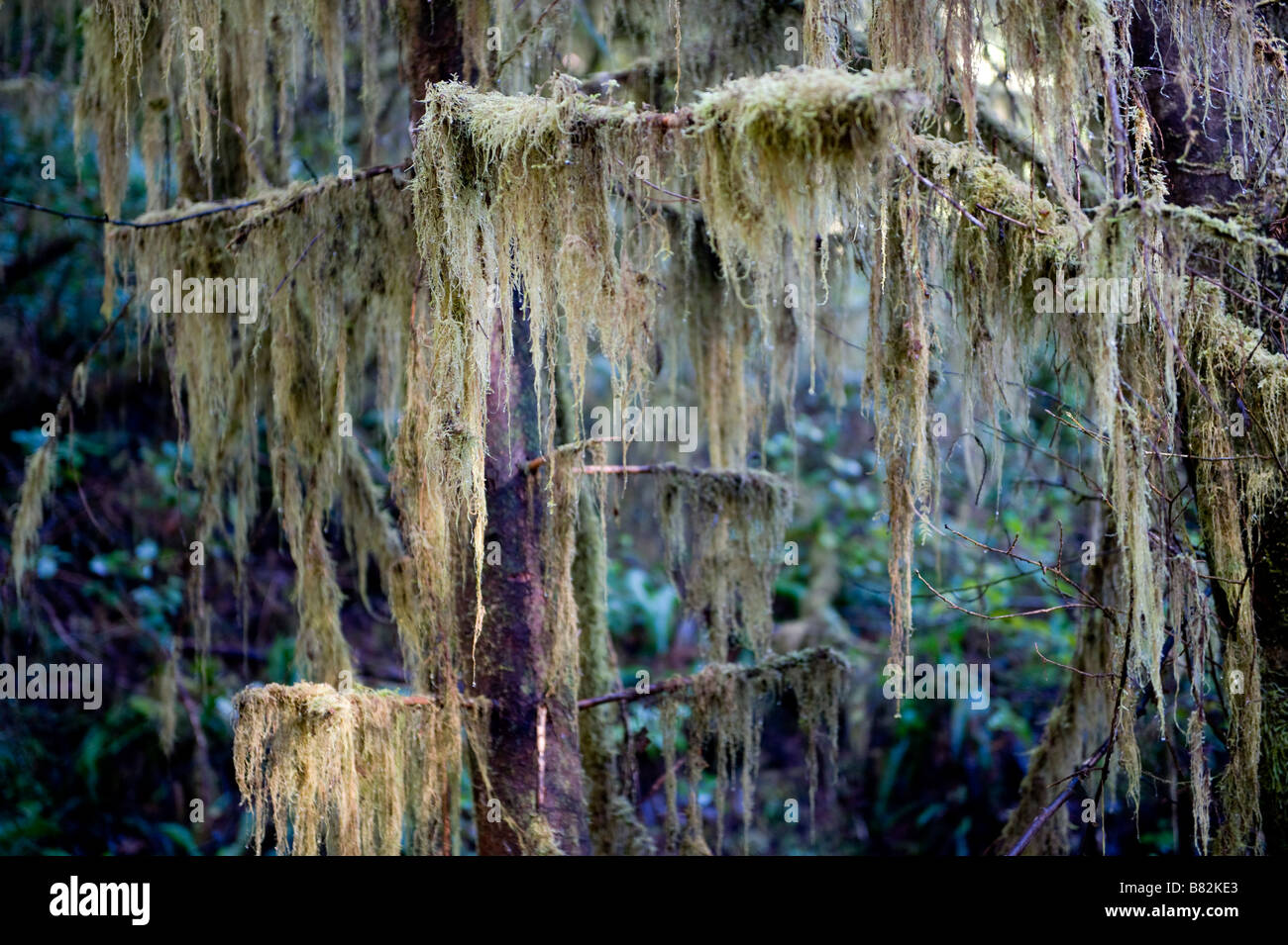 Lichen hanging on tree branches Stock Photo - Alamy
