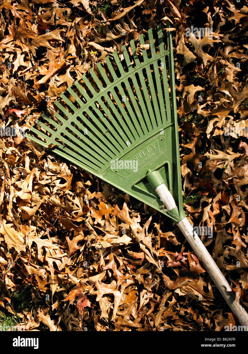 plastic rake laying on leaves in autumn Stock Photo - Alamy