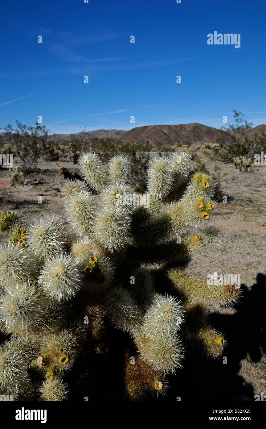 Cholla cactus Opuntia bigelovii Jumping Teddy Bear Cholla Cactus Garden ...