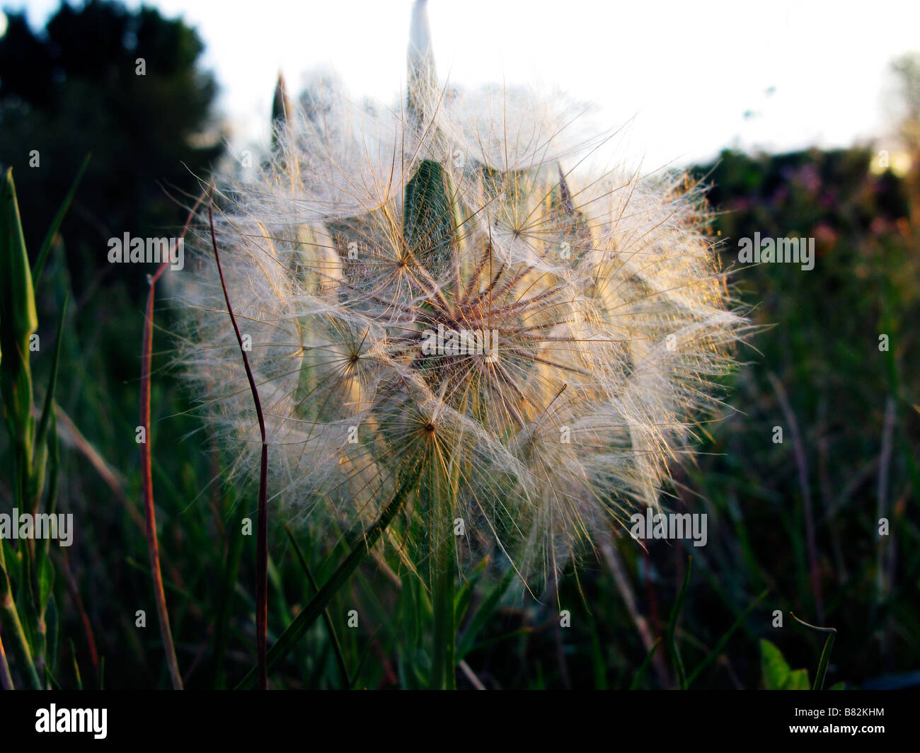 Puffball flower hi-res stock photography and images - Alamy