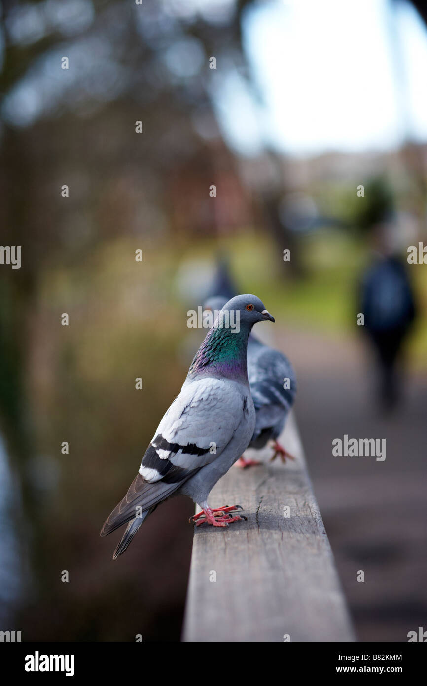 Pigeons perches hi-res stock photography and images - Alamy