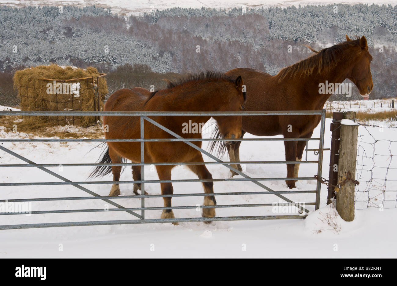 Ponies in snow looking over gate on farmland Varteg Torfaen South Wales ...