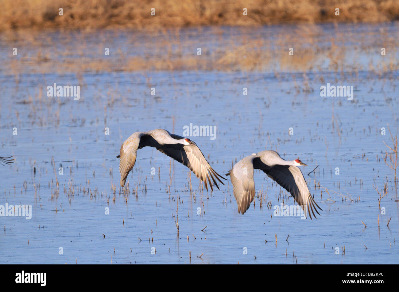 Inflight feeding hi-res stock photography and images - Alamy