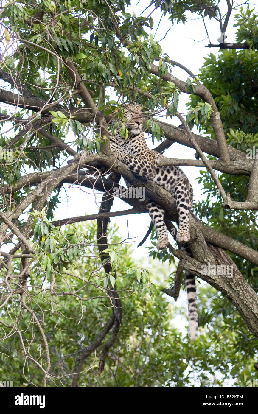 Leopard resting in a tree Stock Photo - Alamy