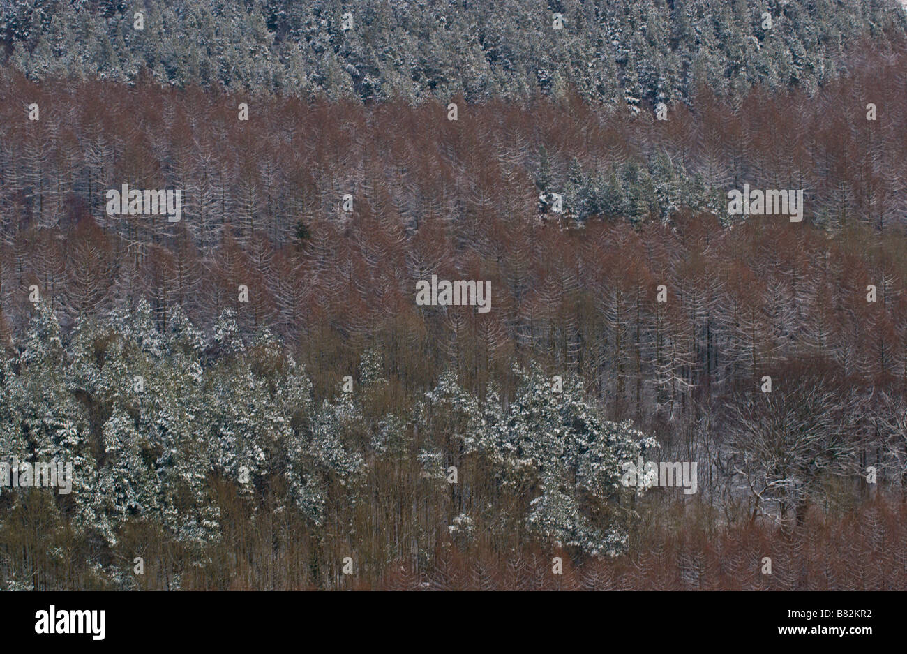 Snow on forestry conifer trees Cwmavon Torfaen South Wales UK Stock ...