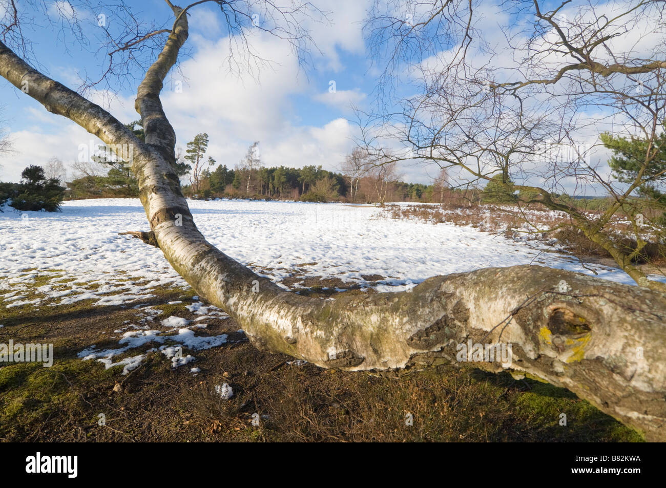 Frensham Common Surrey UK Stock Photo - Alamy