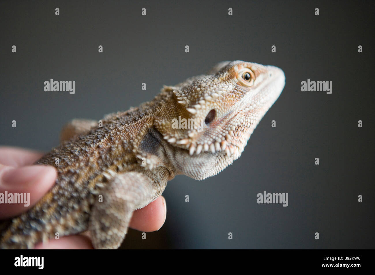 hand holding pet bearded dragon lizard, puffing up "beard Stock Photo ...