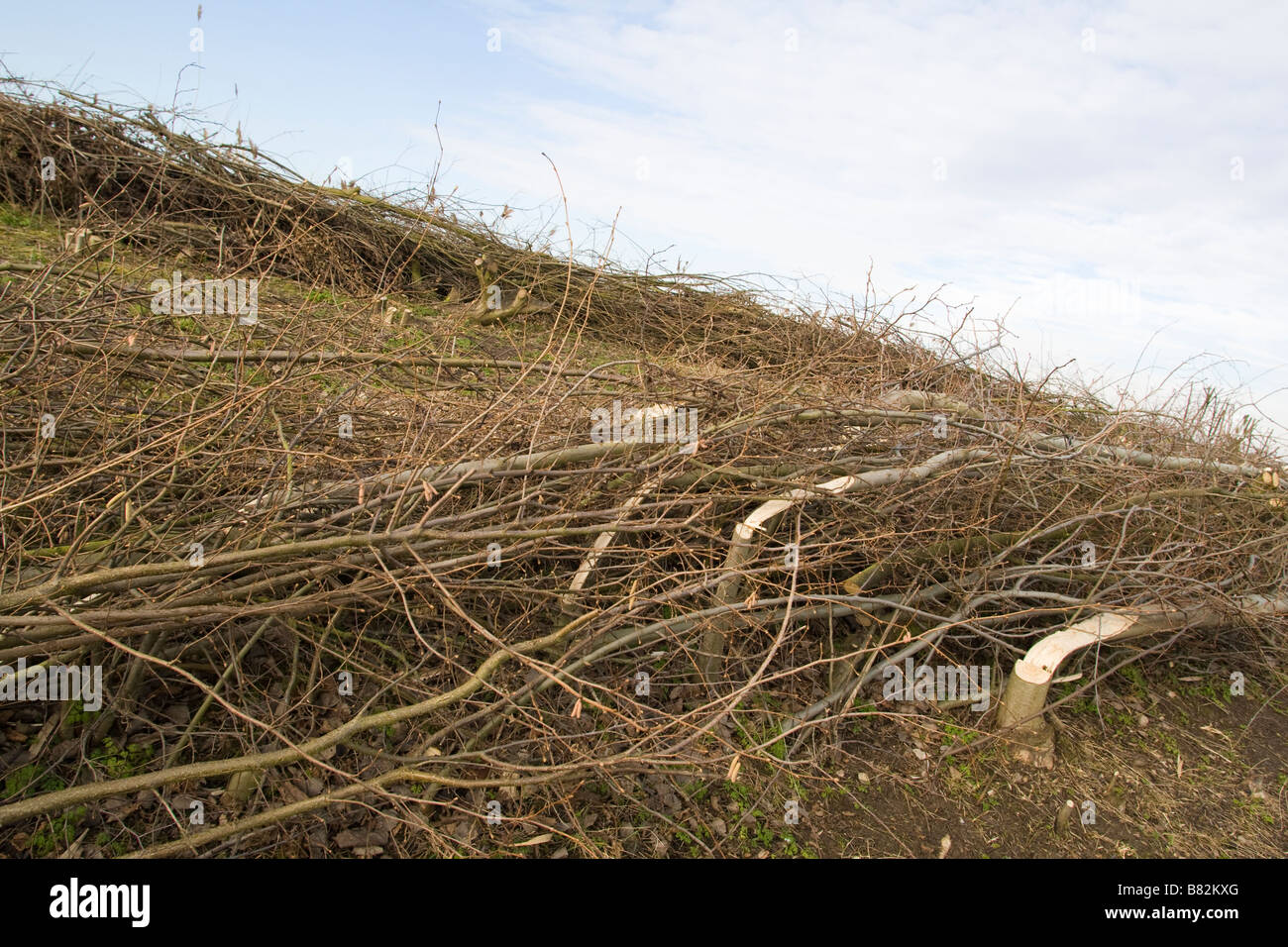 Willow cut and laid as the basis for a hedge UK winter Stock Photo - Alamy