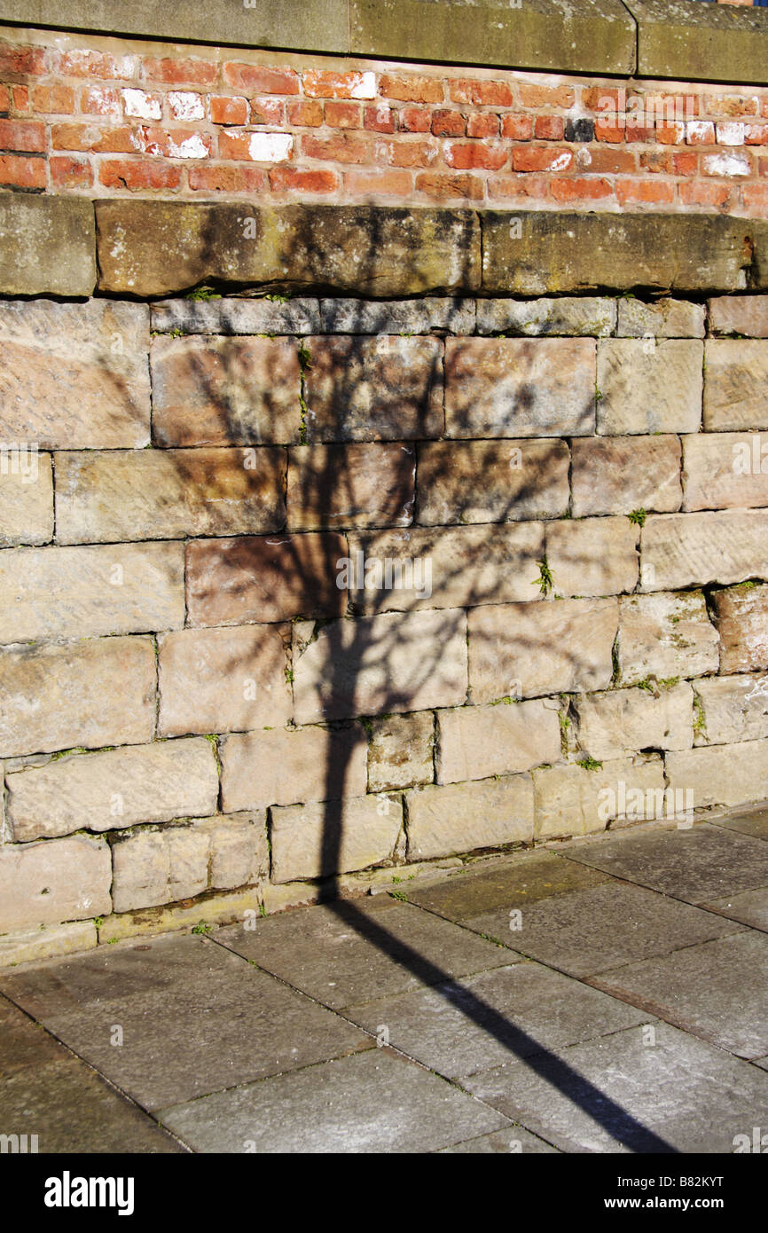 Shadow of a tree black and white Stock Photo - Alamy