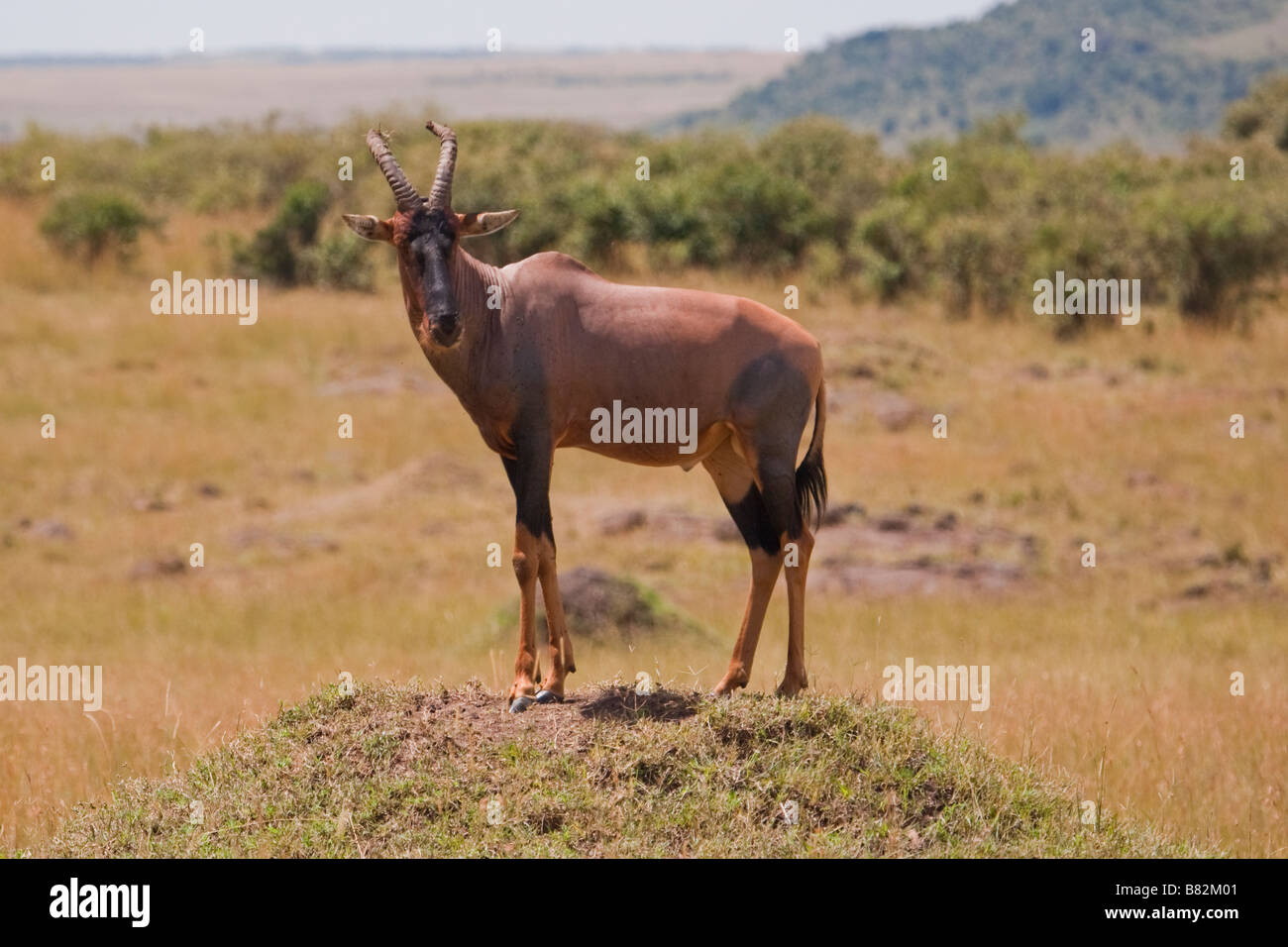 Topi mound hi-res stock photography and images - Alamy