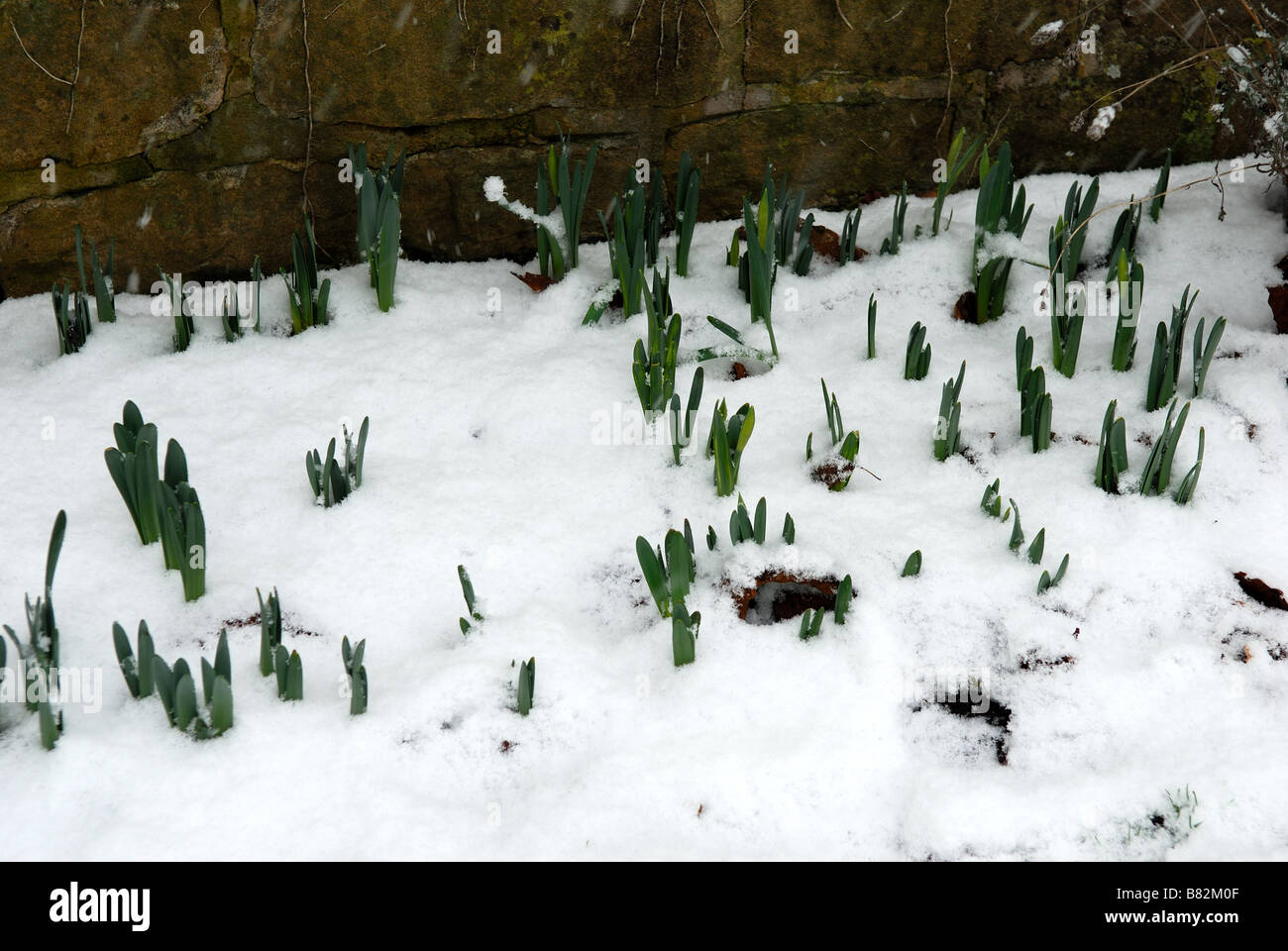 Frosty garden elements hi-res stock photography and images - Alamy
