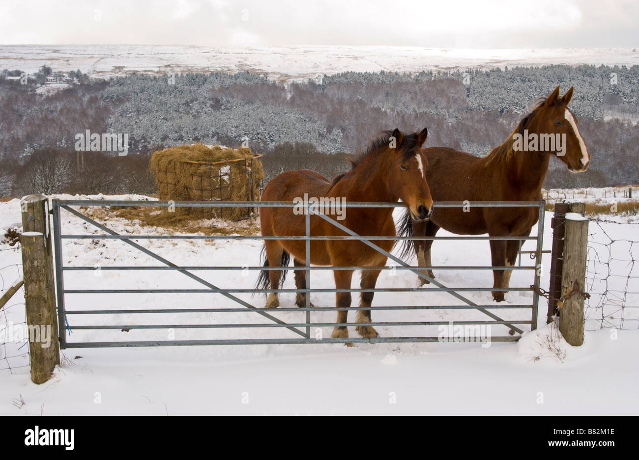 Ponies in snow looking over gate on farmland Varteg Torfaen South Wales ...