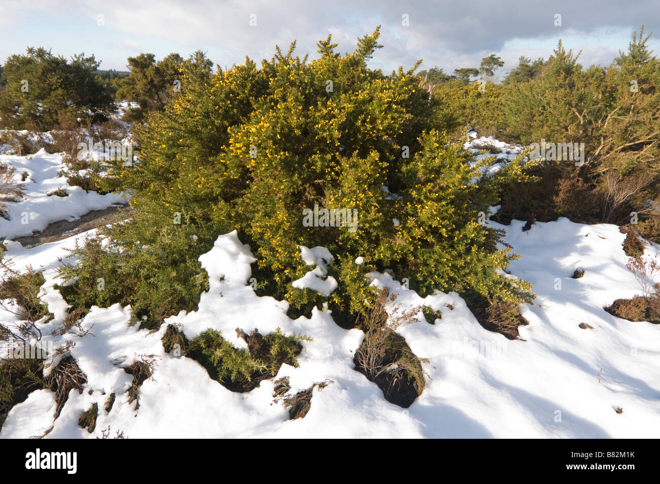 Common gorse plant hi-res stock photography and images - Alamy
