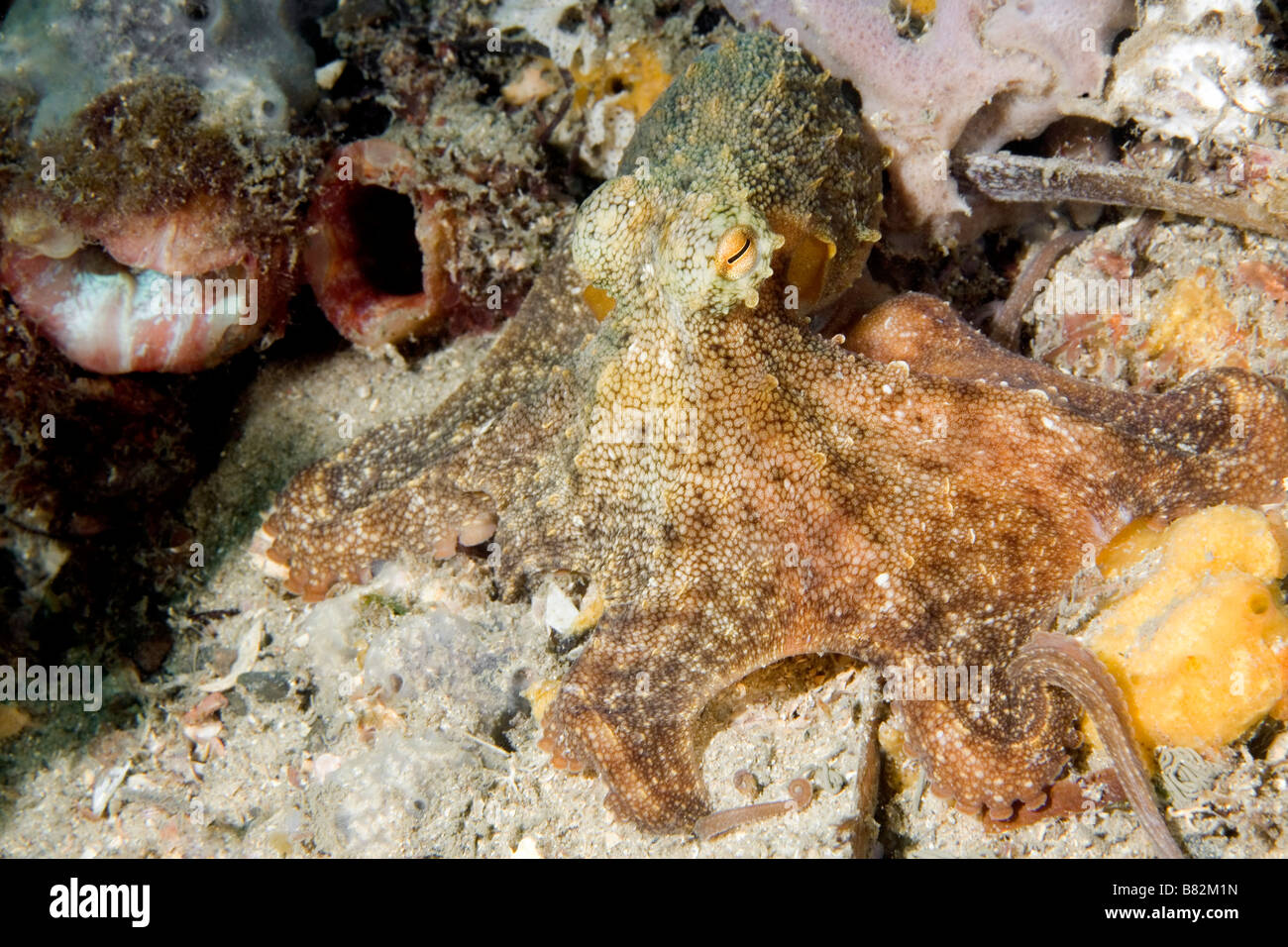 Common Sydney Octopus, Octopus tetricus. Also known as the Gloomy ...