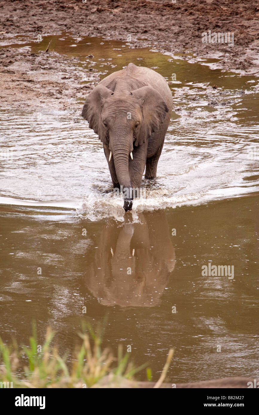 Elephant crossing the river Stock Photo - Alamy