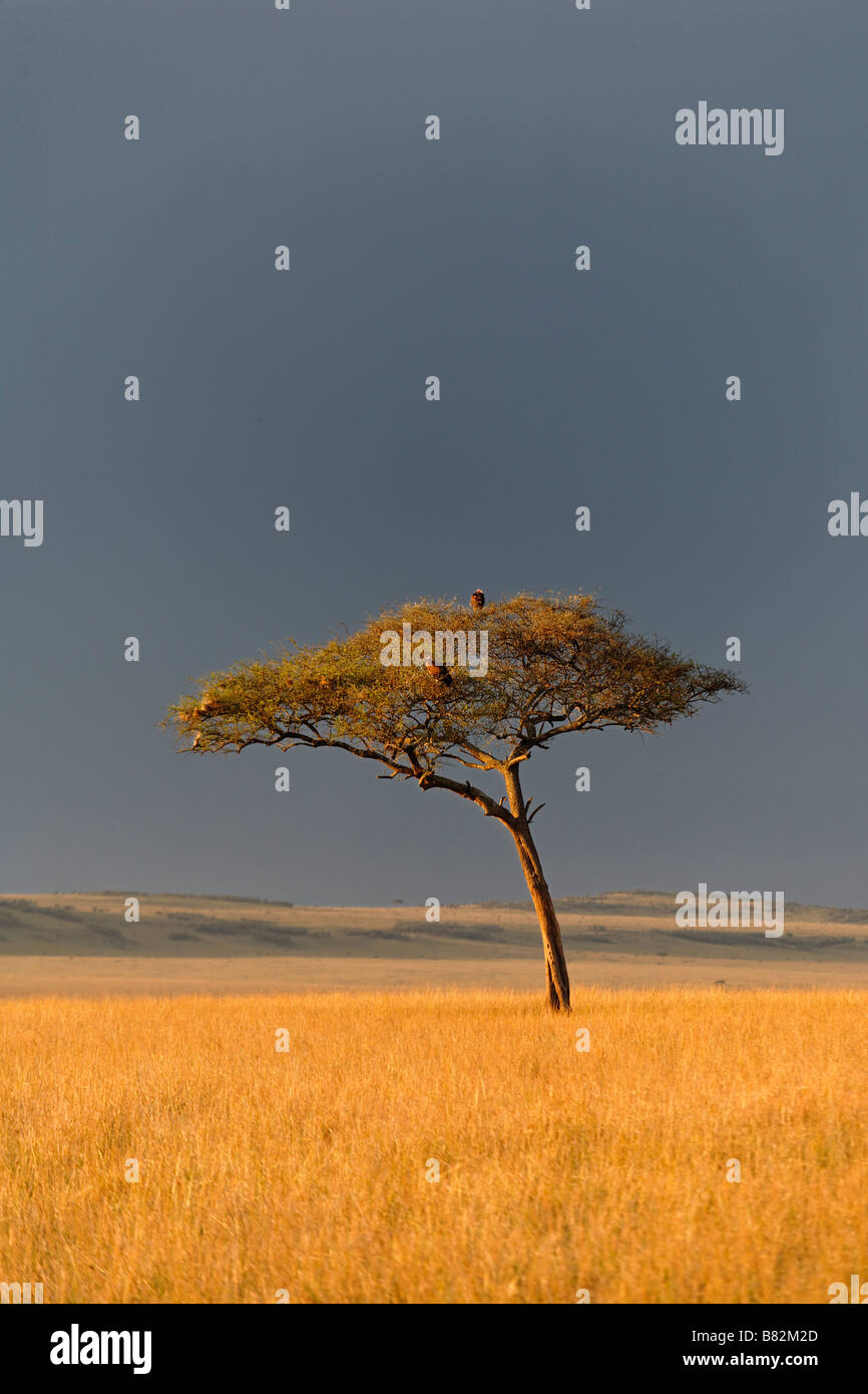 Acacia tree stands along on the golden grasses of the Serengeti in ...