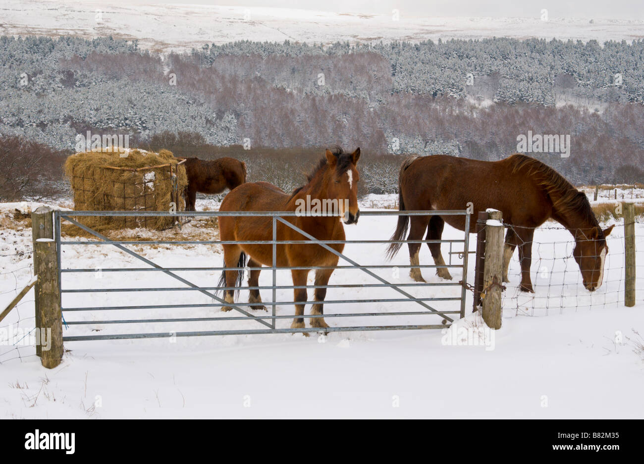 Ponies in snow looking over gate on farmland Varteg Torfaen South Wales ...
