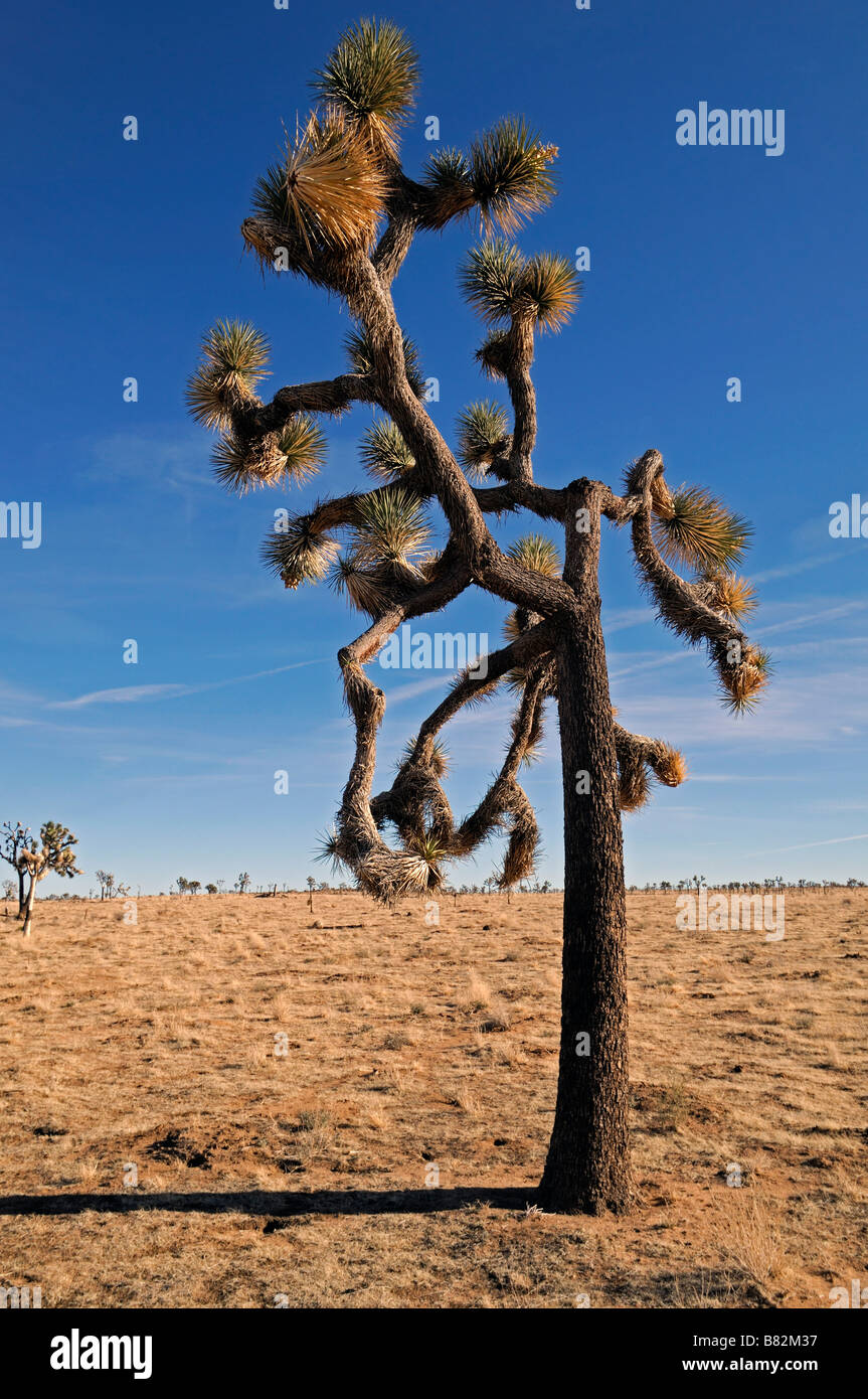 One joshua tree hi-res stock photography and images - Alamy