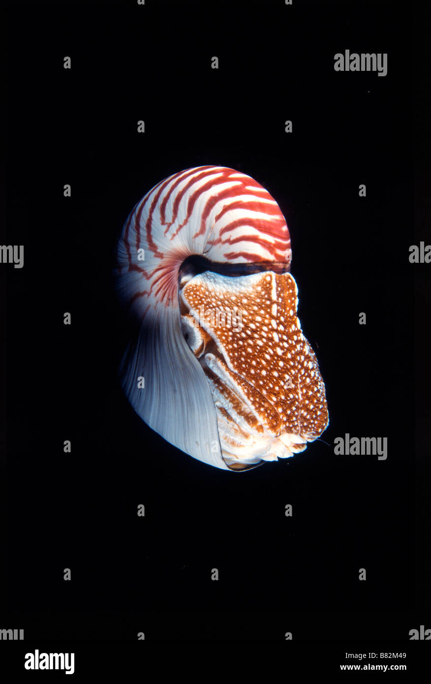 Nautilus Pompilus, underwater, at night, dive night, mollusk, Papua New ...