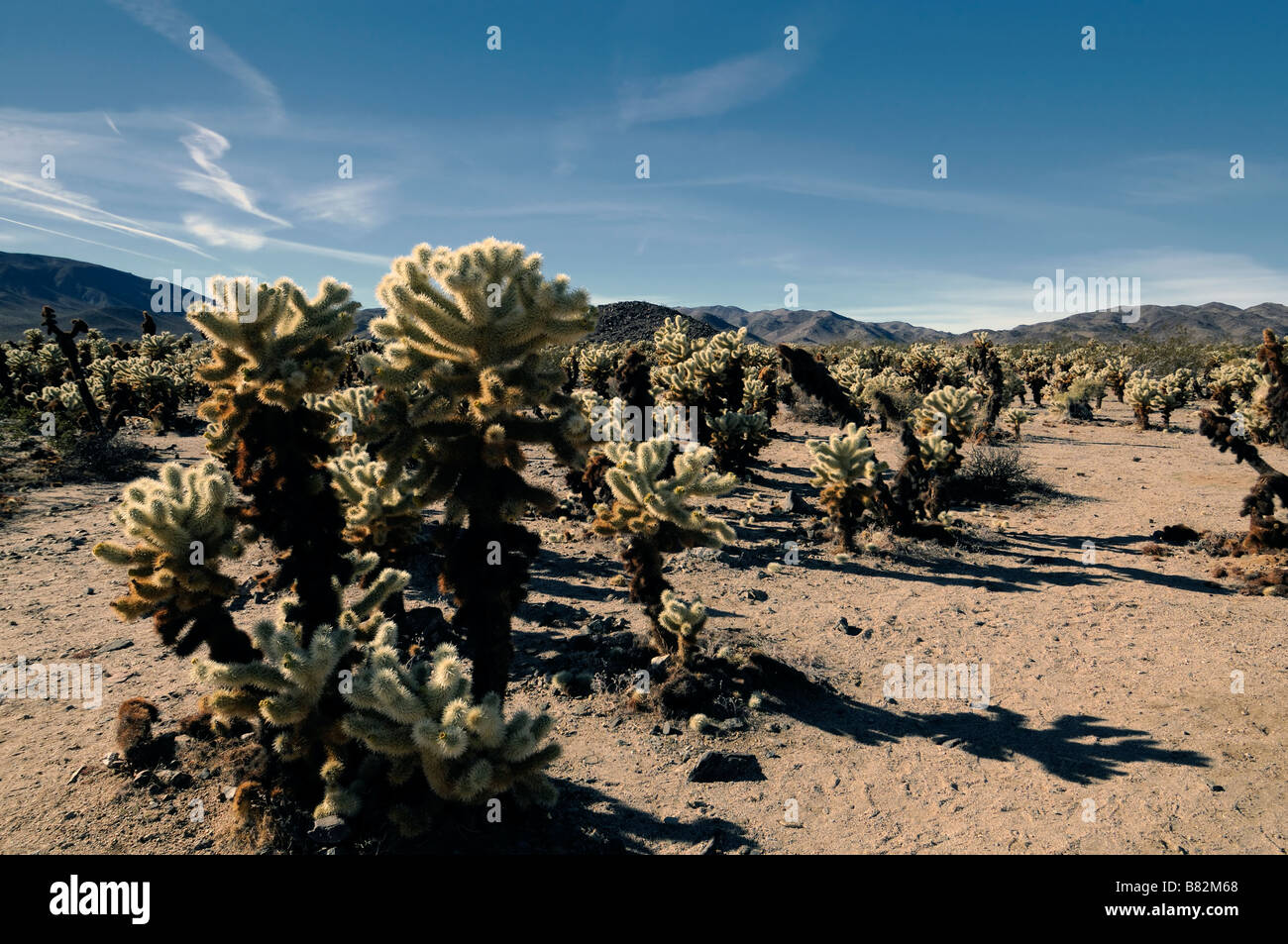Cholla cactus Opuntia bigelovii Jumping Teddy Bear Cholla Cactus Garden ...