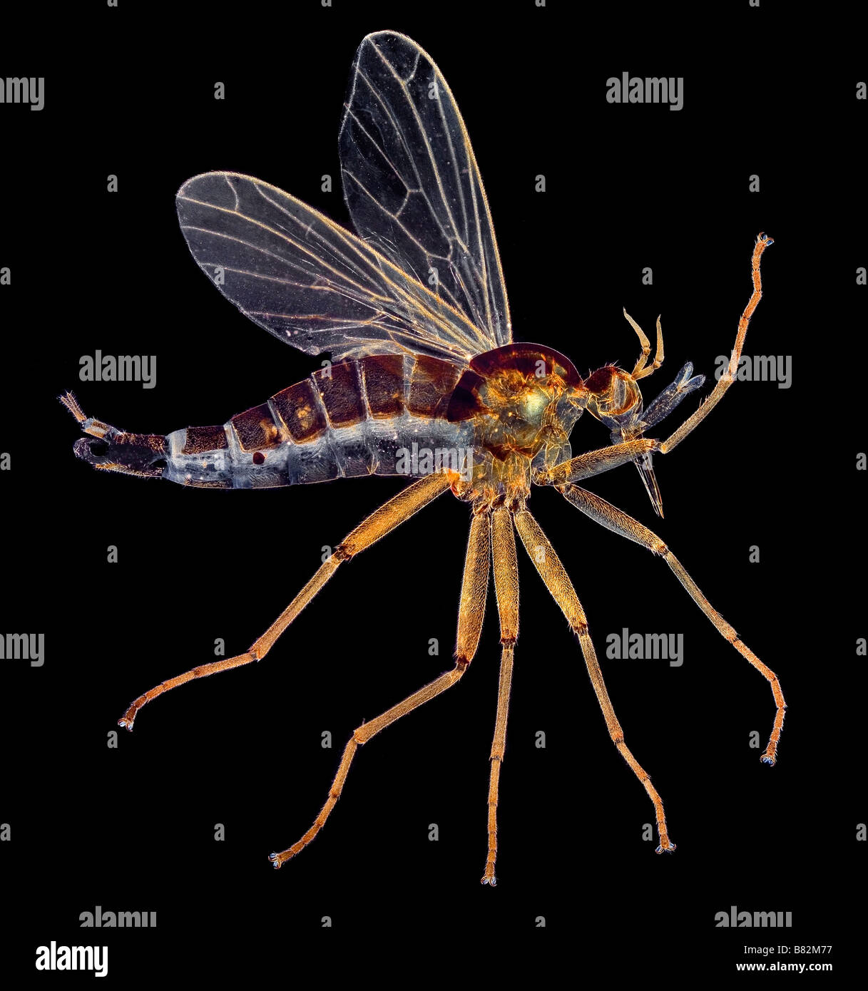 Darkfield illumination hi-res stock photography and images - Alamy