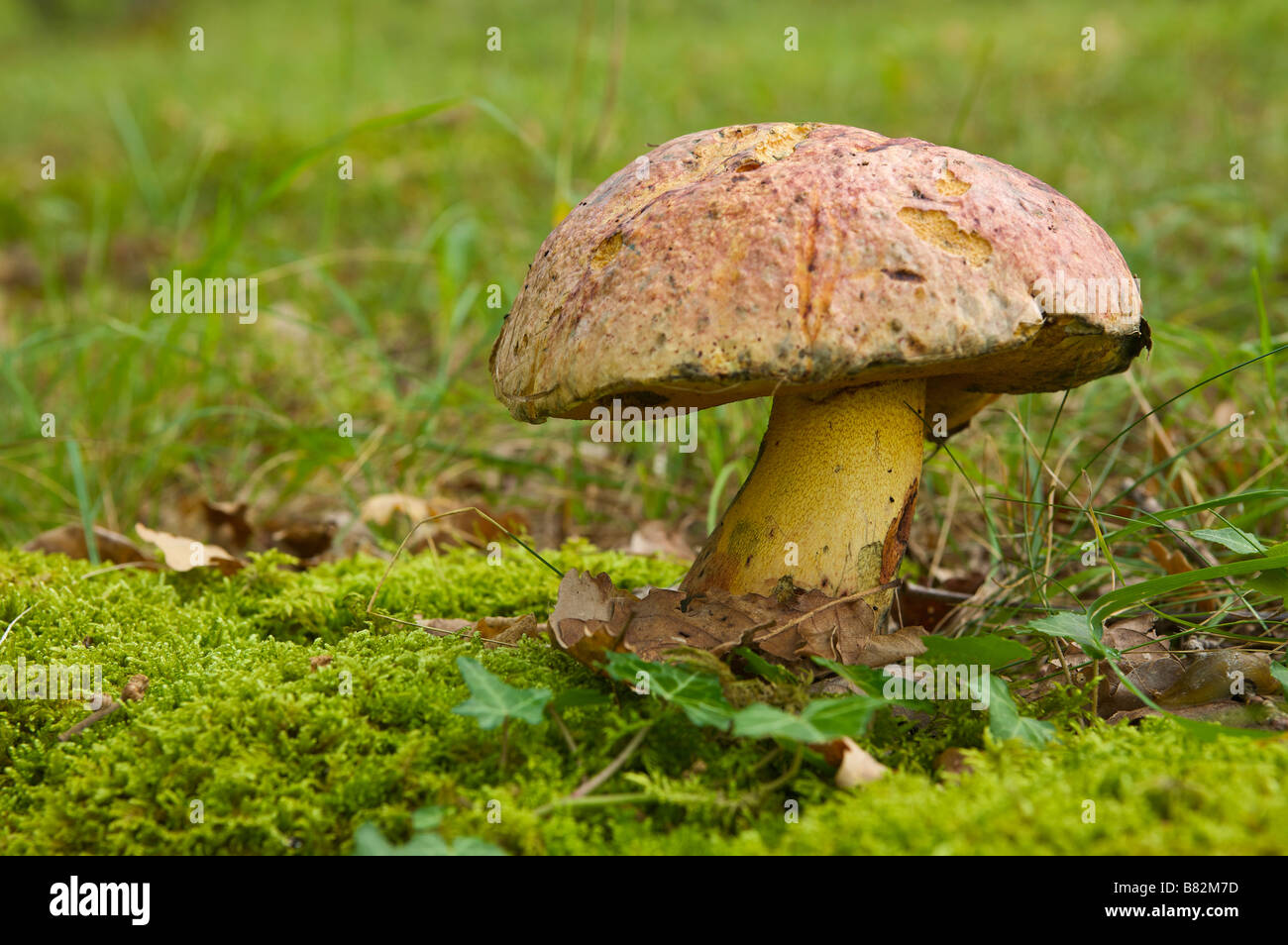 Oldrose bolete Boletus rhodopurpureus growing in moss Brive France ...