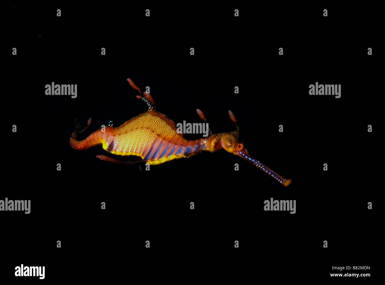 Weedy sea dragon, Australia, night dive, dark water, scuba, diving ...