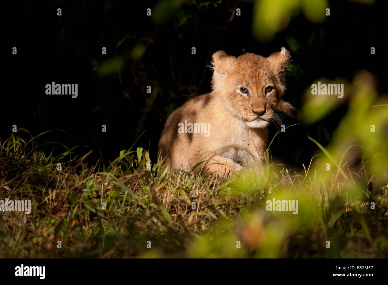 Posing lion hi-res stock photography and images - Alamy