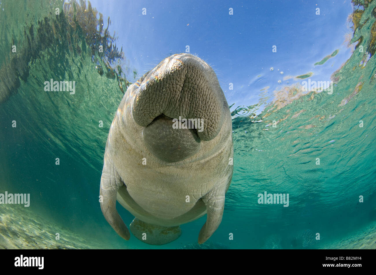 West Indian Manatee Trichechus manatus latirostris Florida Stock Photo ...