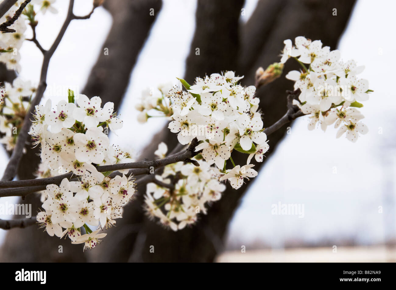 Blooming bradford pear tree hi-res stock photography and images - Alamy