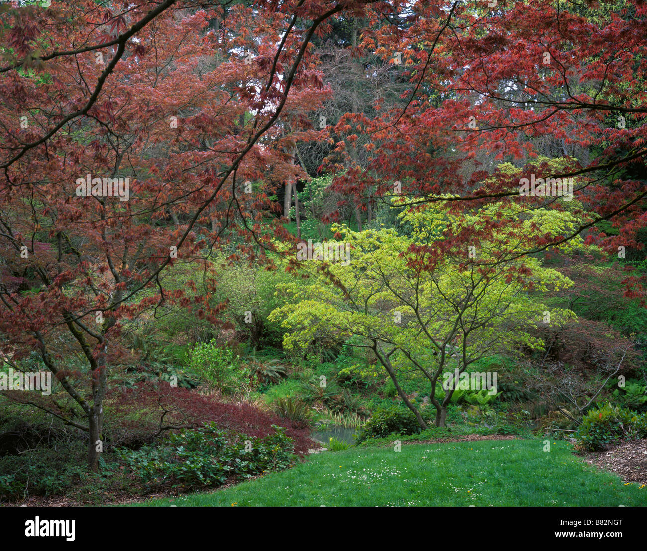 Seattle, WA: Japanese vine maples in the Washington Park Arboretum in ...