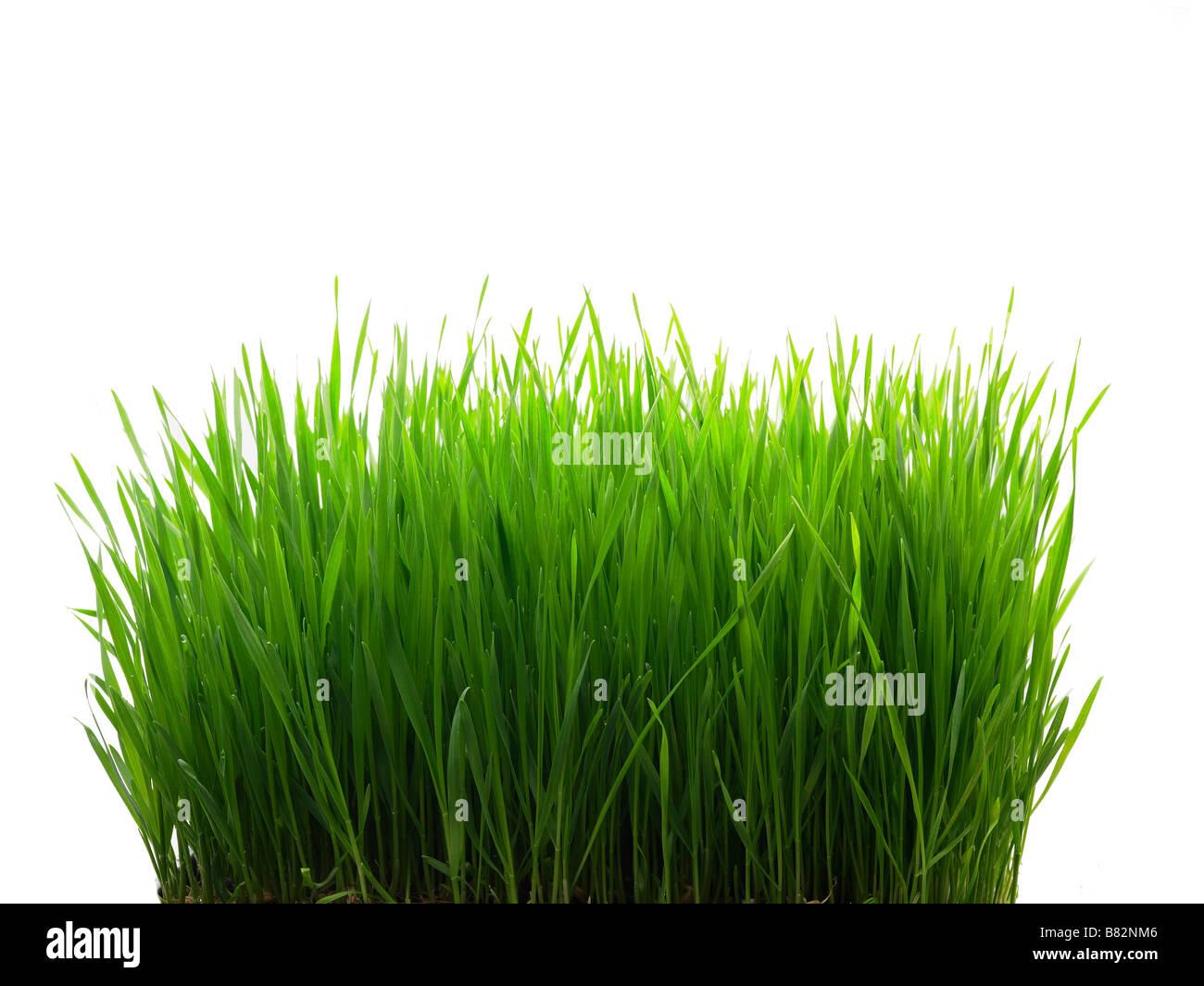 wheat grass growing tall Stock Photo - Alamy
