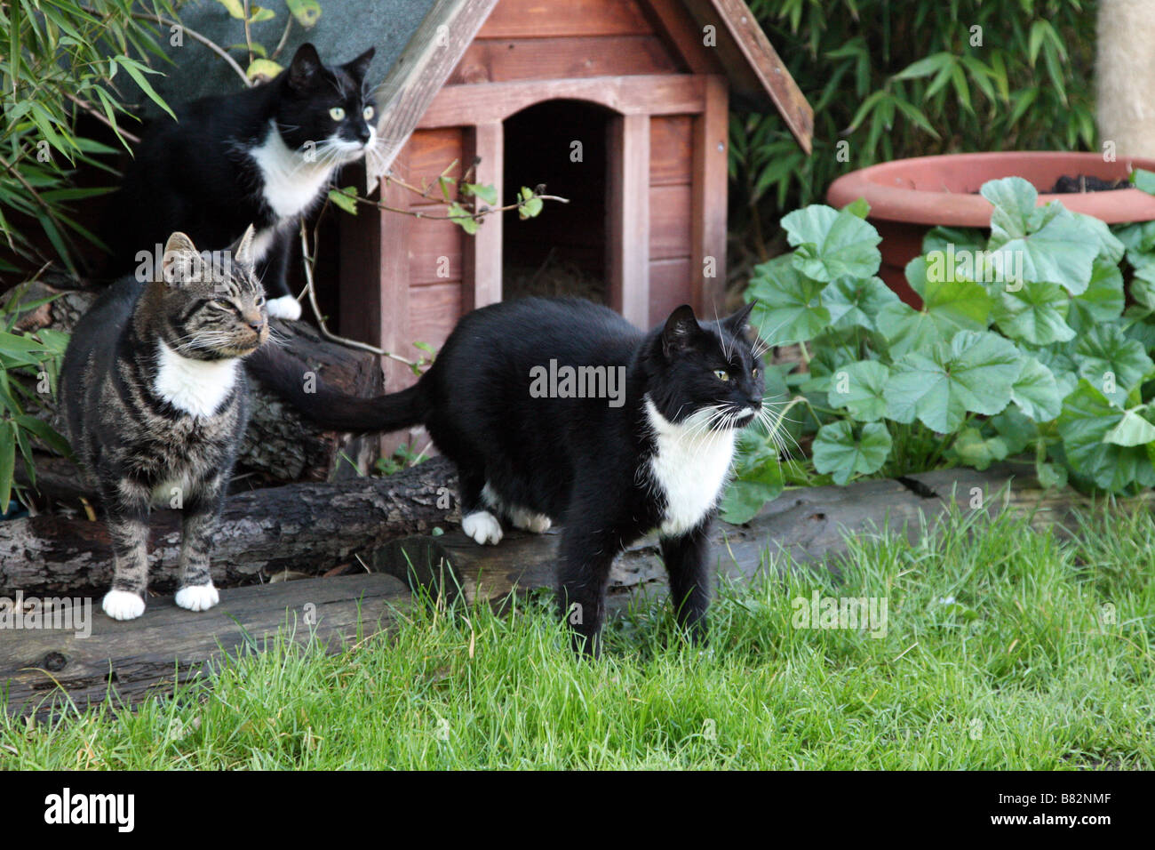 Three Pussy Cats In Front Of A Kennel Stock Photo Alamy