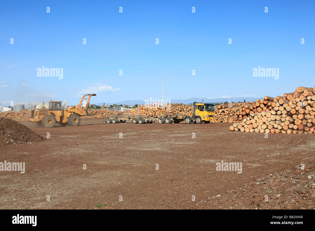 Pinus radiata new zealand hi-res stock photography and images - Alamy