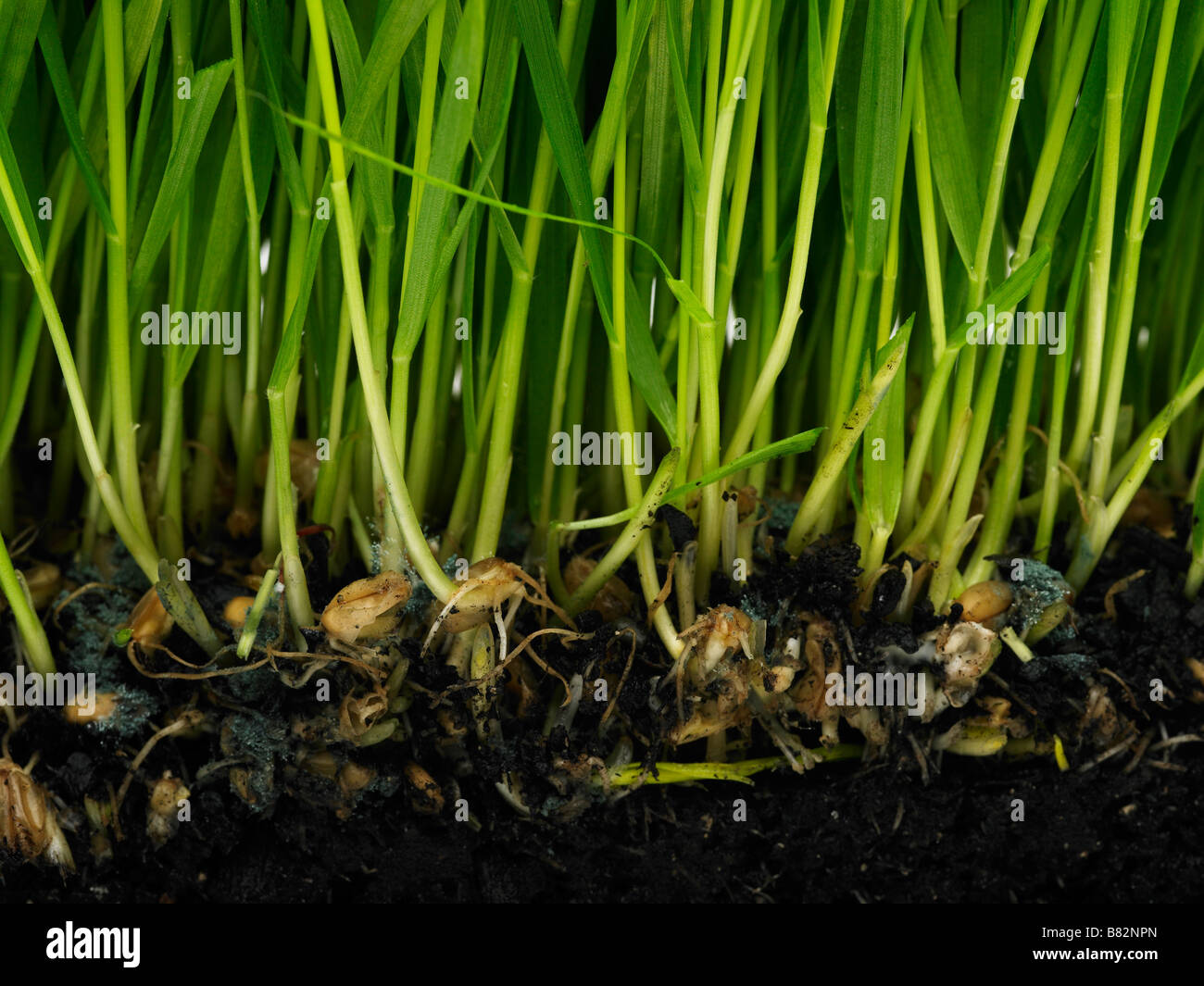 wheatgrass growing from soil Stock Photo - Alamy