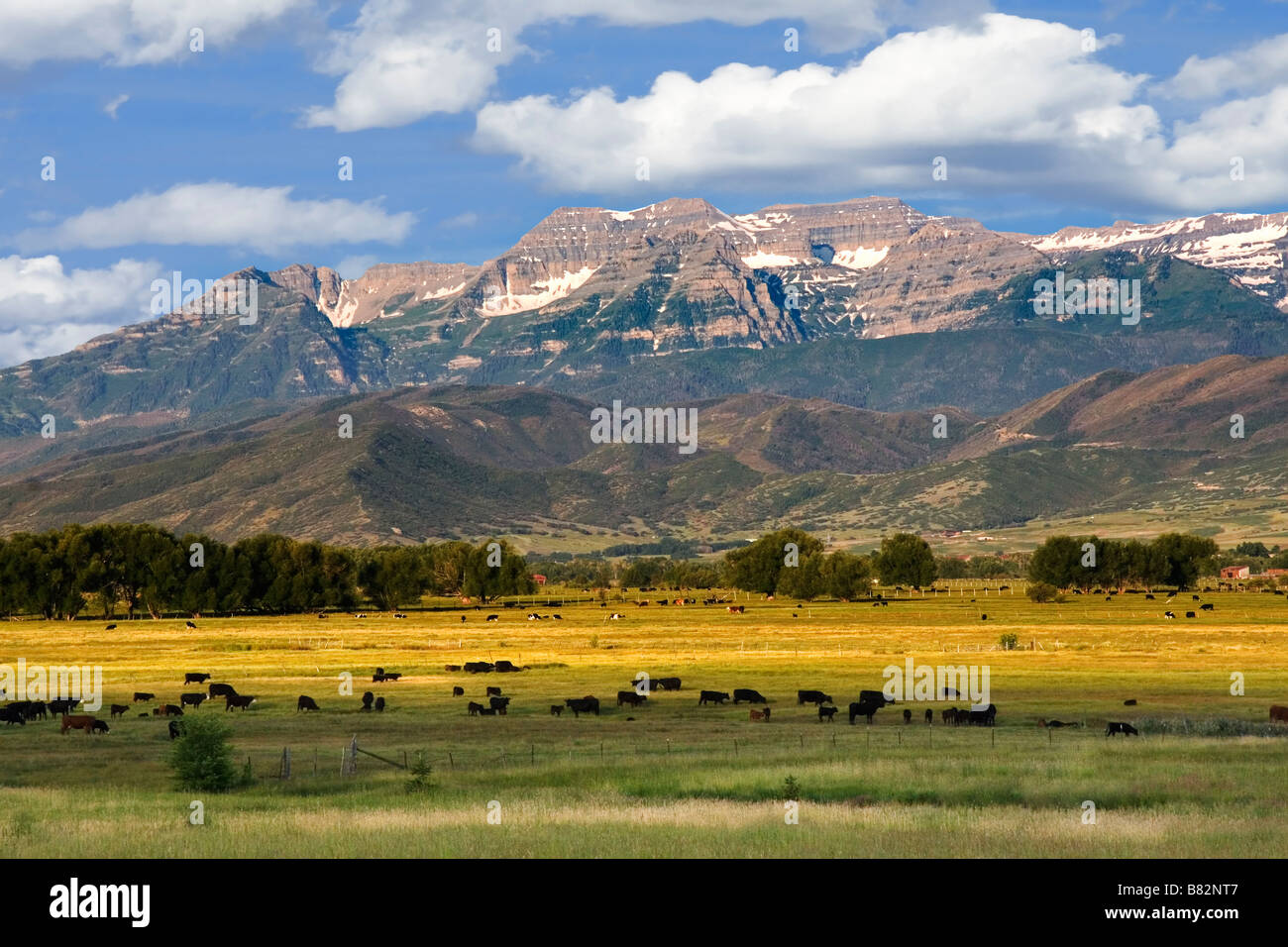 Mount Timpanogos in the Wasatch Mountains towers over farm lands in ...