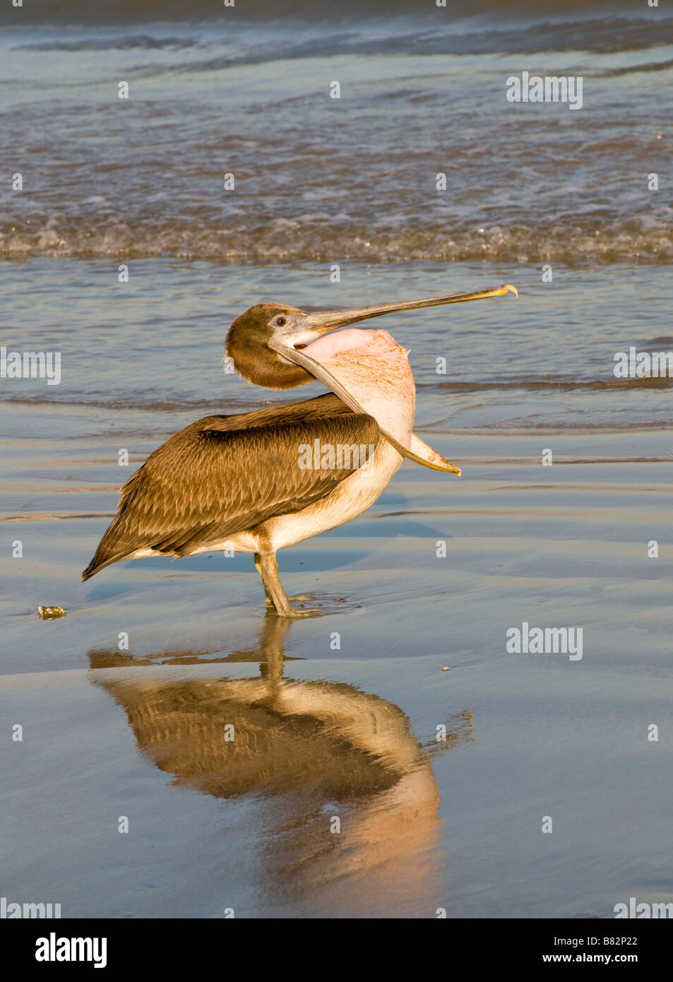 Pelican with mouth open hi-res stock photography and images - Alamy