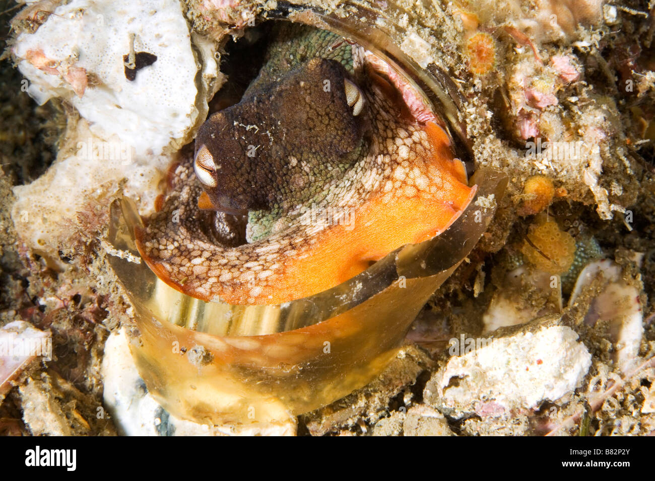 Gloomy octopus octopus tetricus hi-res stock photography and images - Alamy