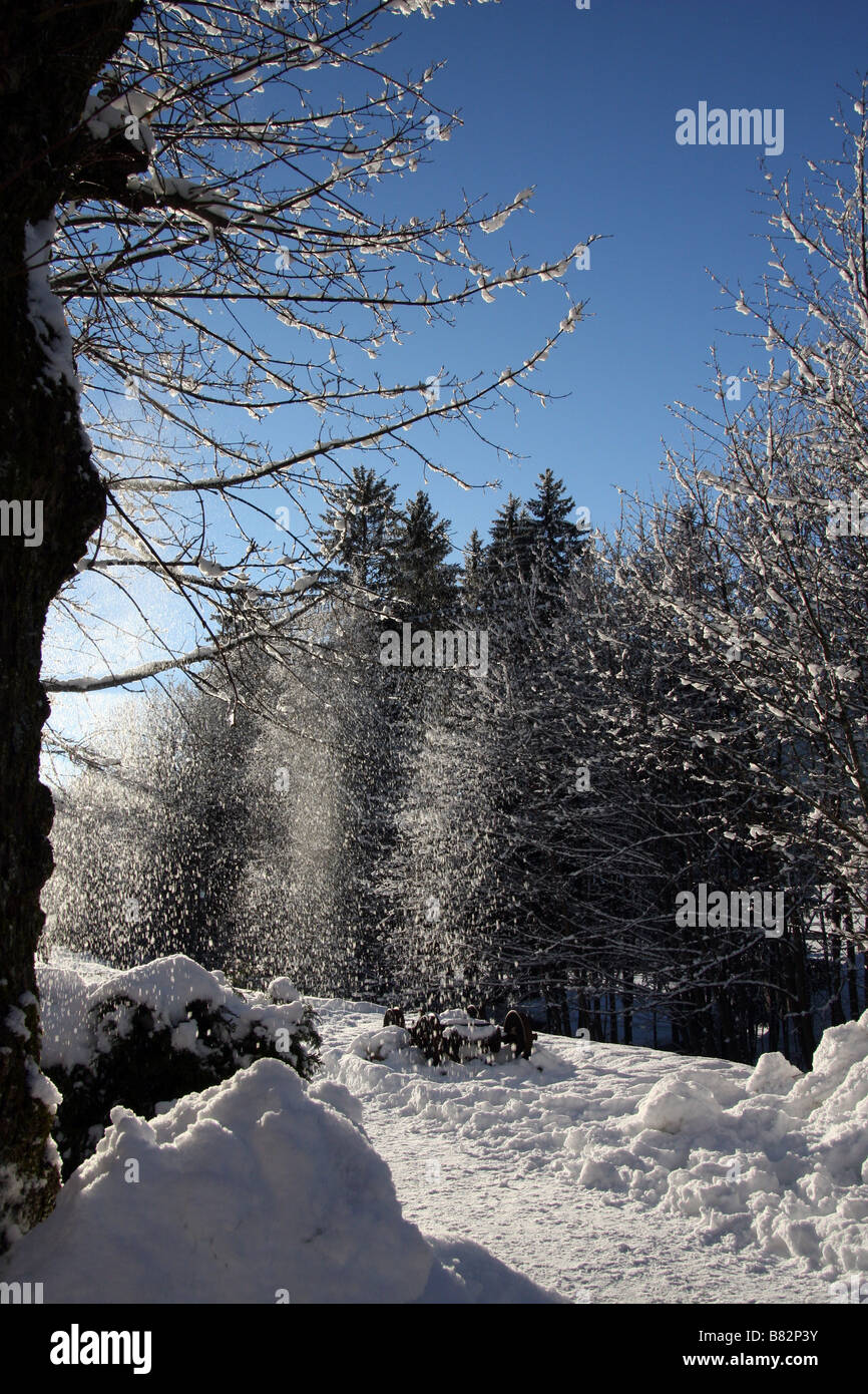 Snowflakes falling from the branches of a tree Stock Photo - Alamy