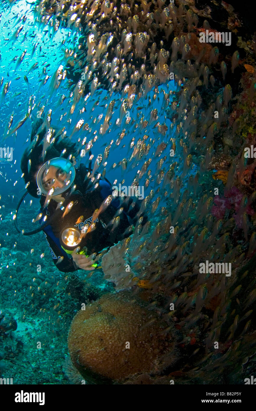 Female diver looking at a school of glass fish hi-res stock photography ...