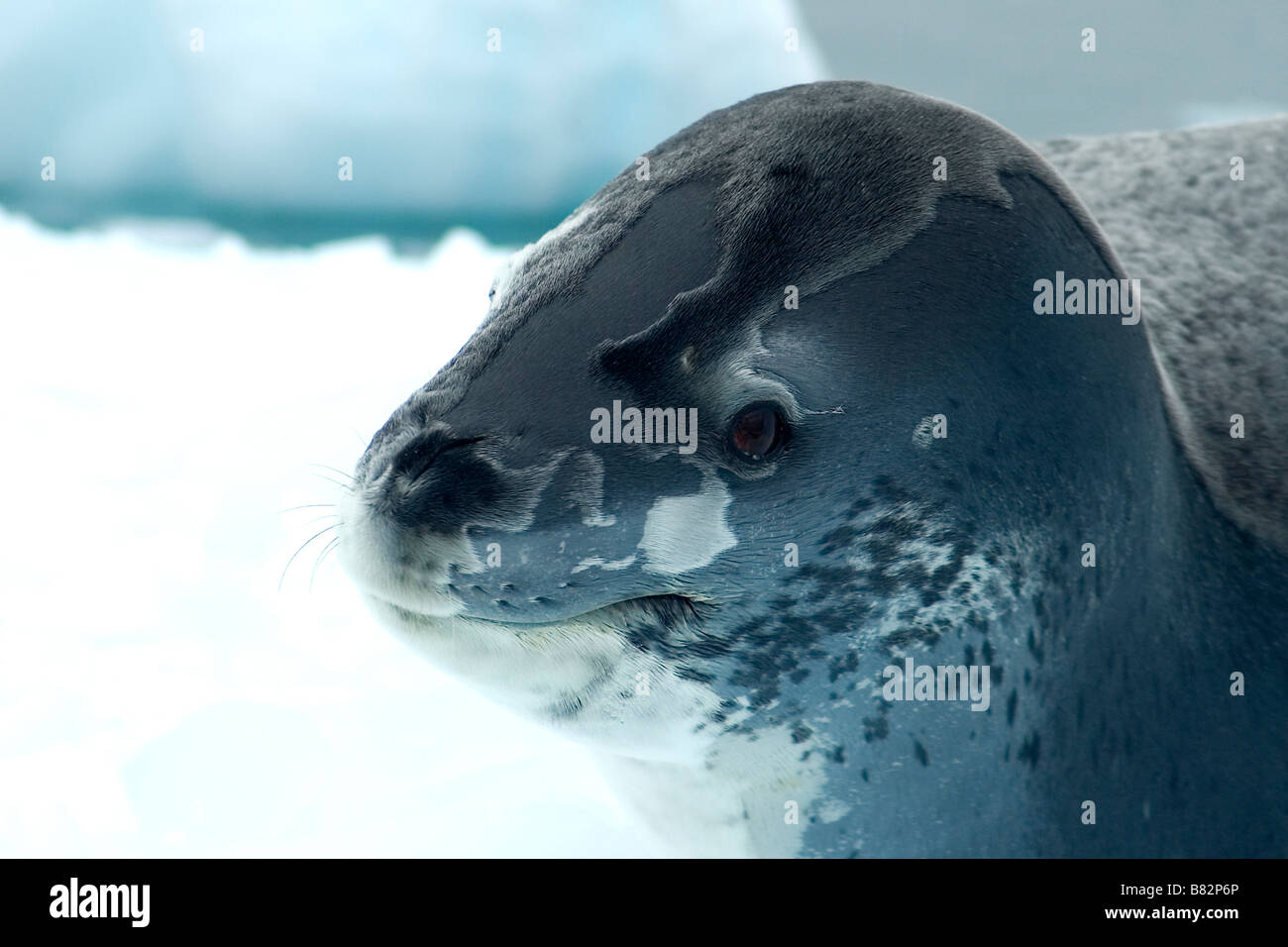 Leopard seal, Antarctica, predator, ice, snow, cold, dangerous Stock ...