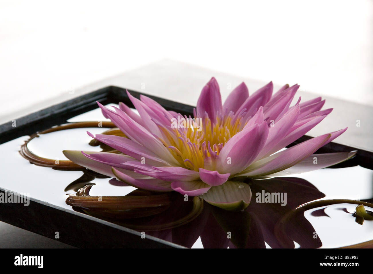 Pink water lily in a table arrangement at Lalu Hotel Sun Moon Lake ...