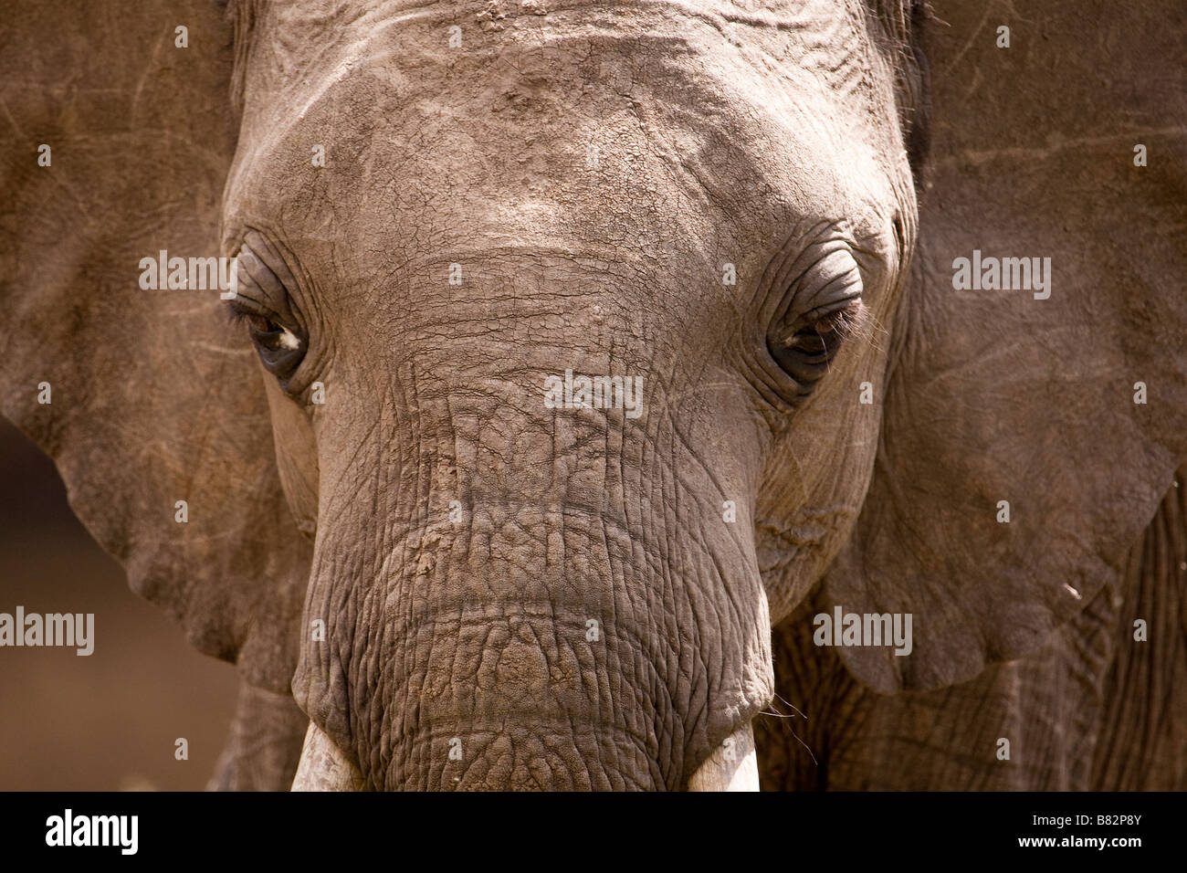 Elephant face hi-res stock photography and images - Alamy