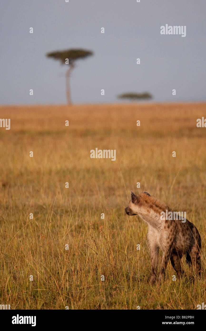 Hyena looking back Stock Photo - Alamy