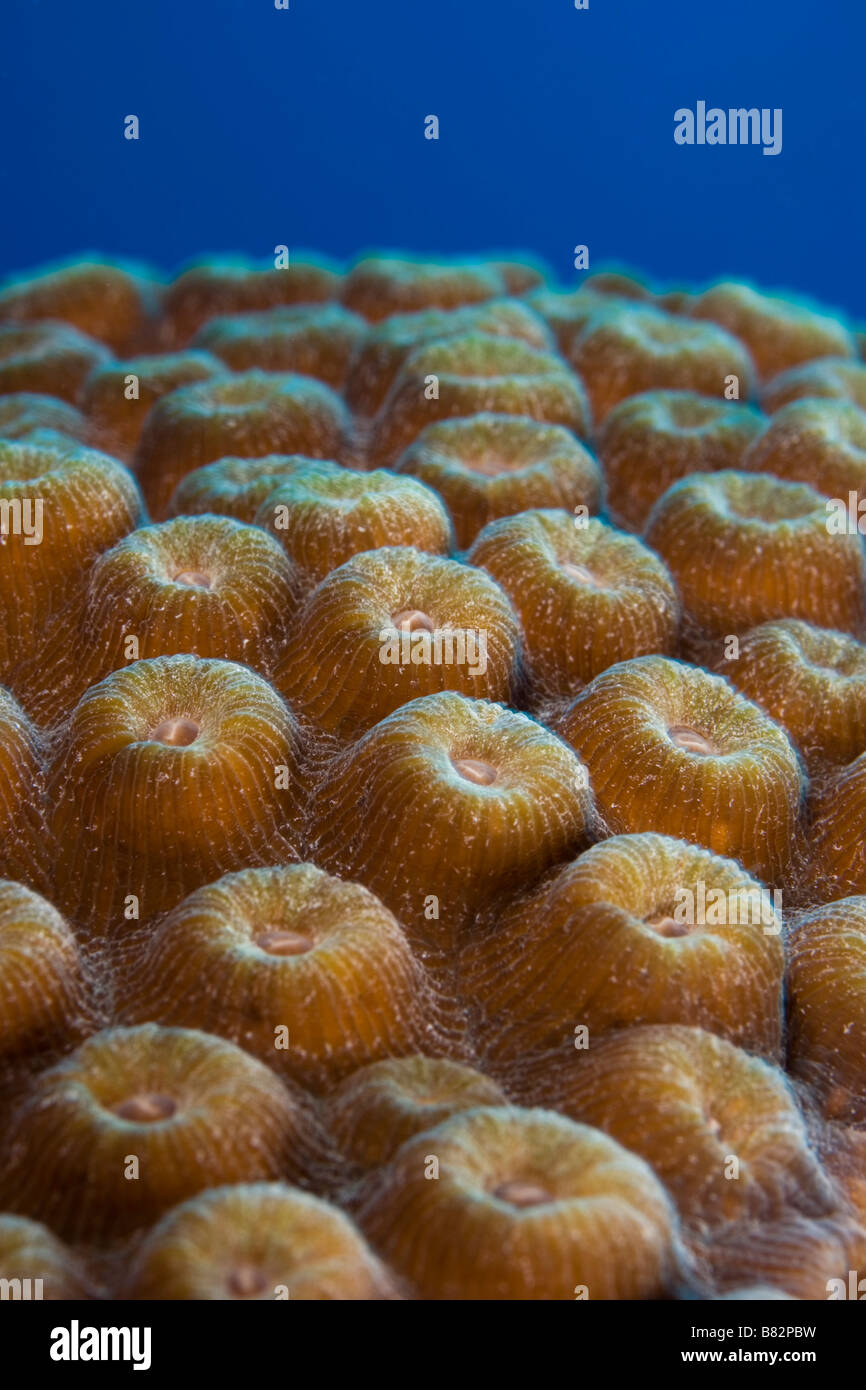 Polyps hi-res stock photography and images - Alamy