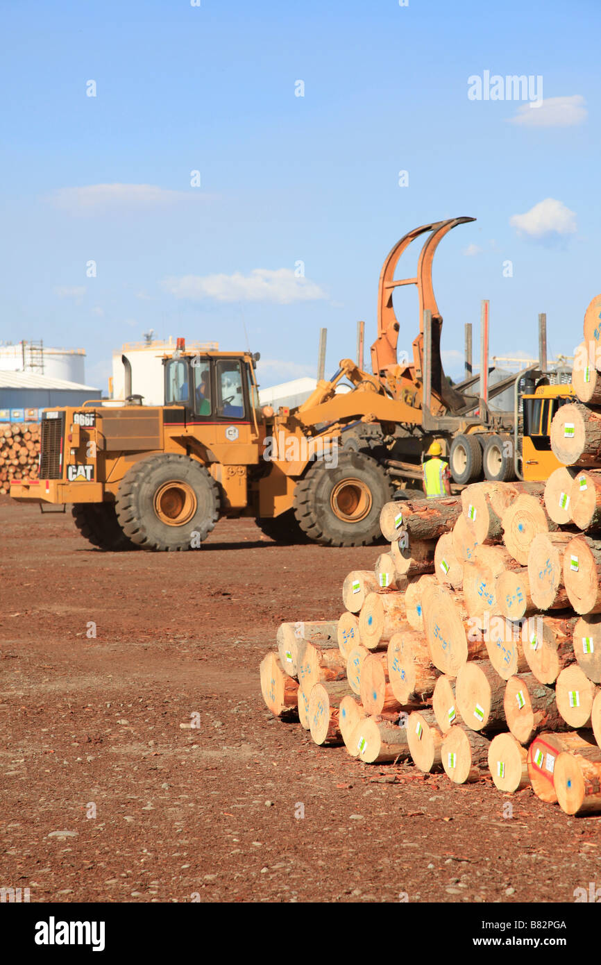 Pinus radiata new zealand hi-res stock photography and images - Alamy