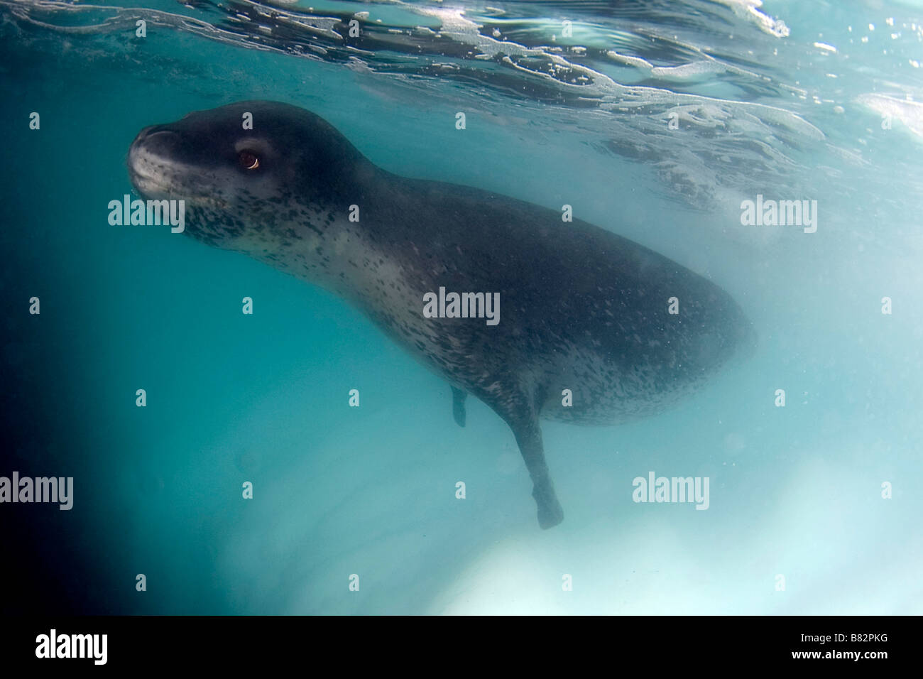 Leopard Seal Danger Marine Mammals….In Danger? – Quad Cities Daily