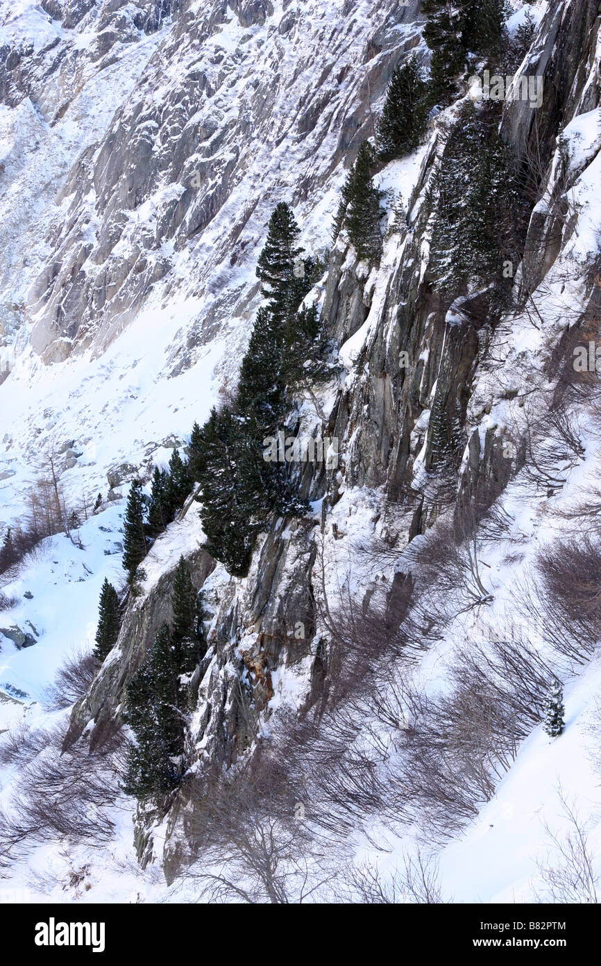 Snow-capped firs in the steep ravine of a mountain in the Alps Stock ...