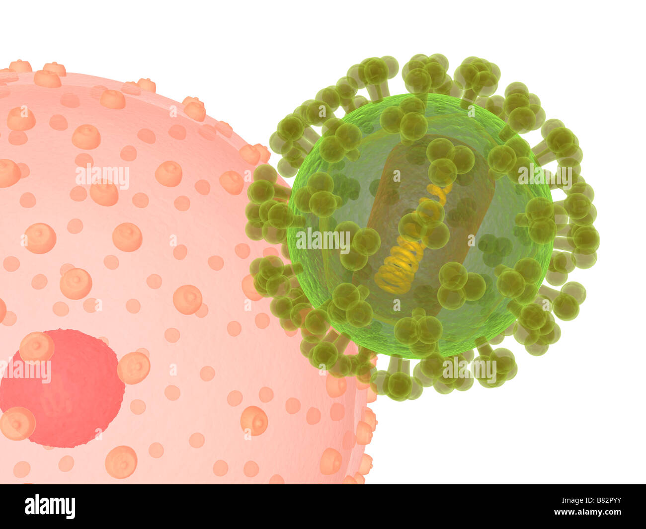hi virus infecting cell Stock Photo - Alamy