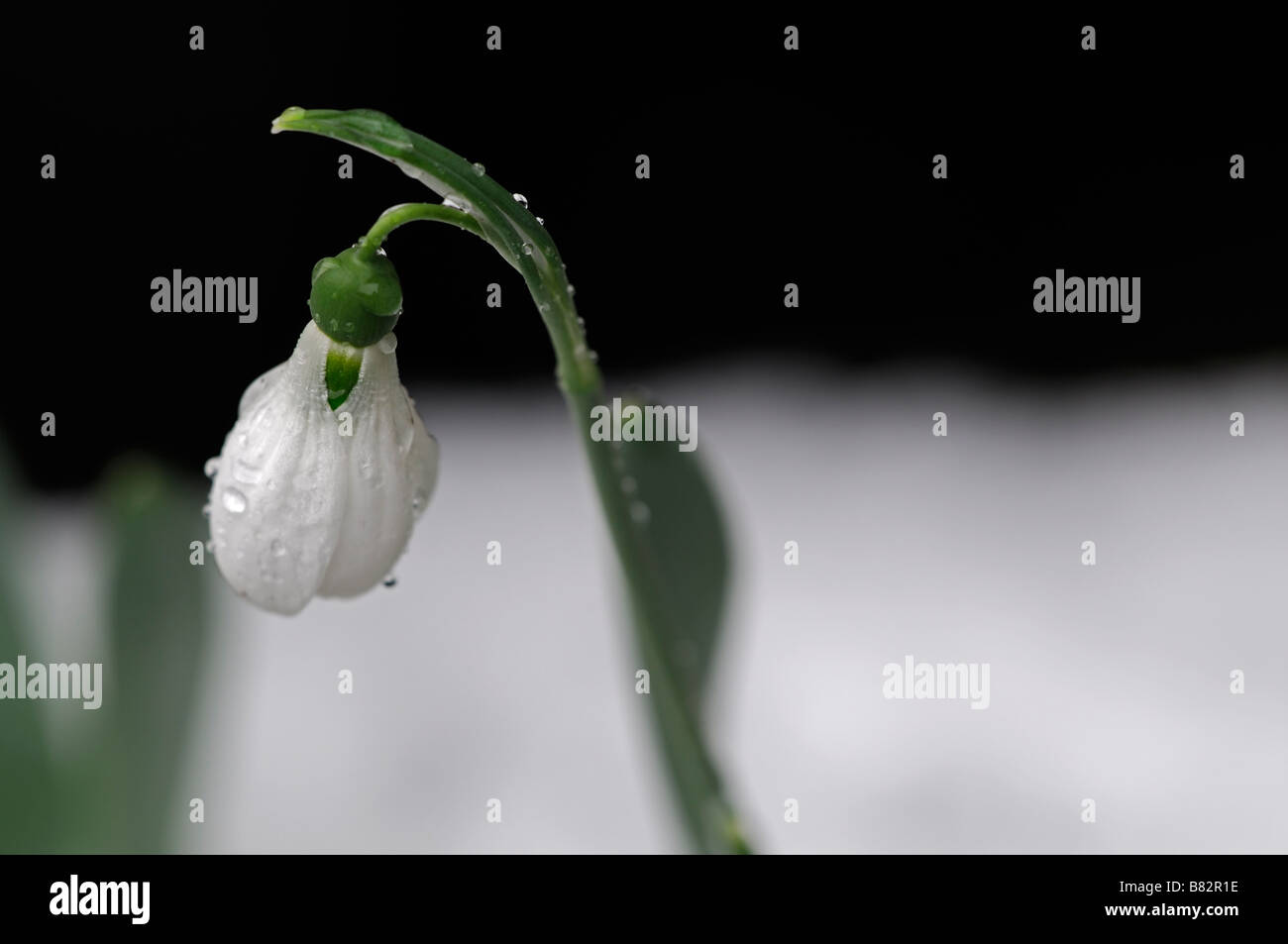 single one Flowering Snowdrop in the Snow Galanthus Nivalis Common ...